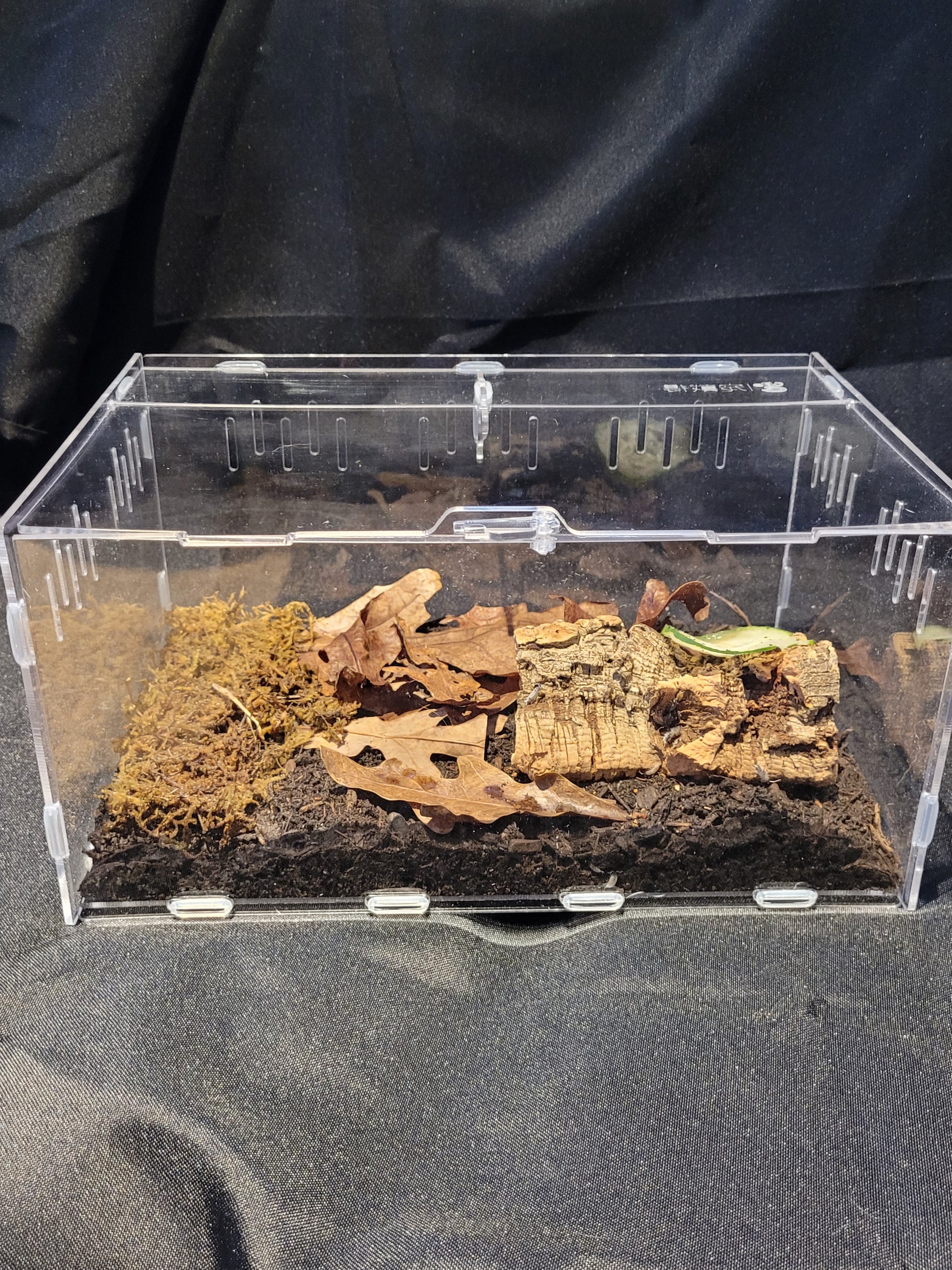 Desktop acrylic isopod setup – NoLi Pods N' Stuff