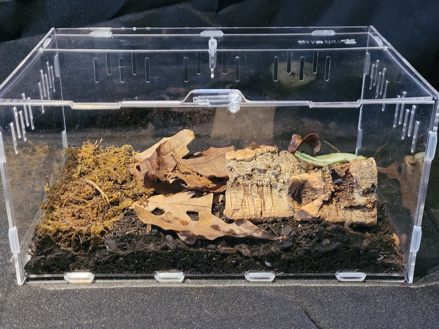 Desktop acrylic isopod enclosure – NoLi Pods N' Stuff