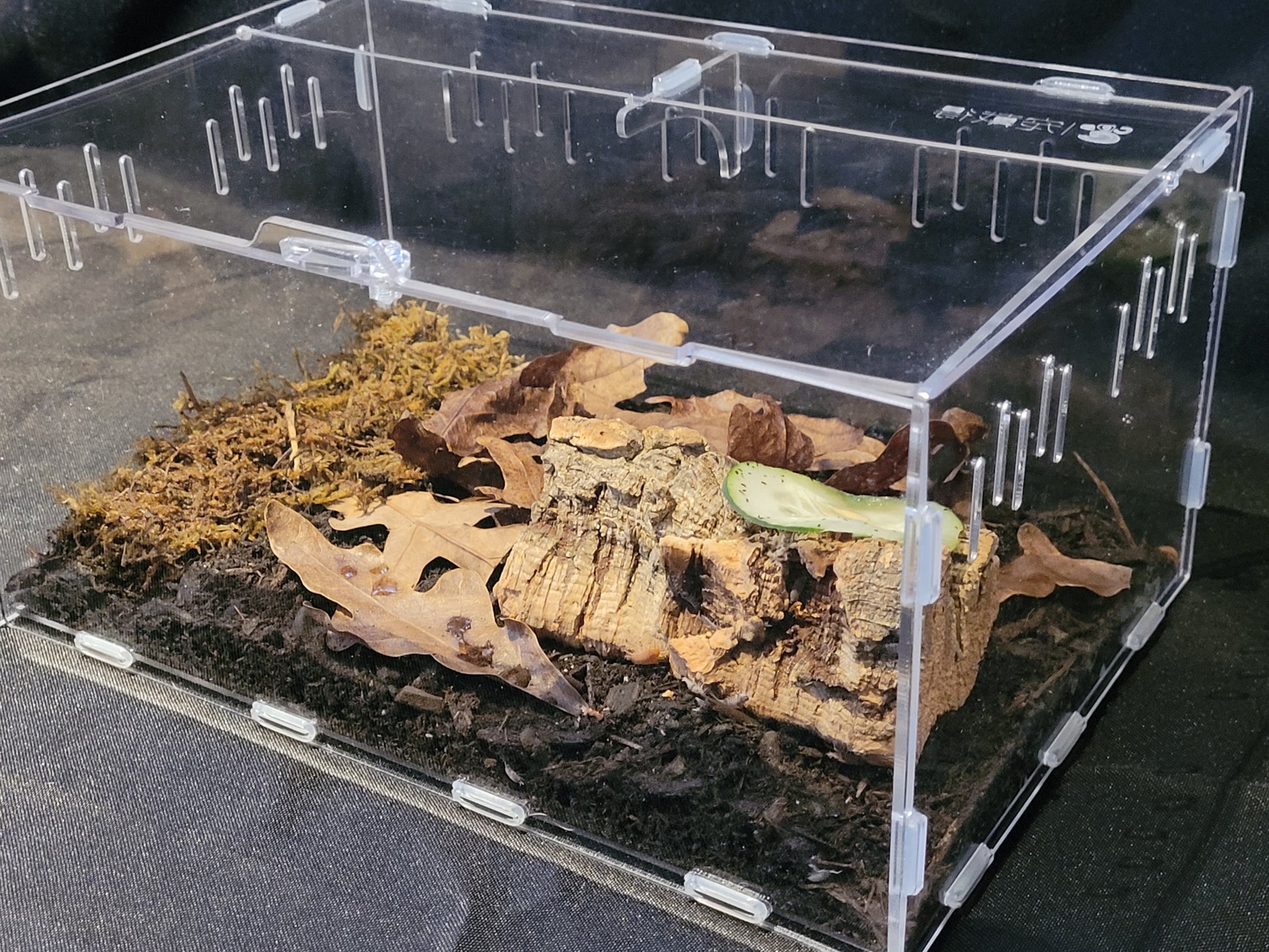 Desktop acrylic isopod enclosure – NoLi Pods N' Stuff